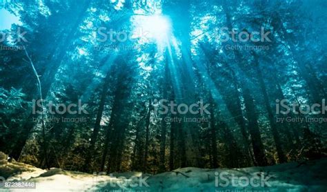 겨울 나무 들 사이로 빛나는 햇빛에는 눈에에서 아름 답 고 신비로운 소나무 숲 숲에 대한 스톡 사진 및 기타 이미지 숲 초자연적인 파란색 Istock