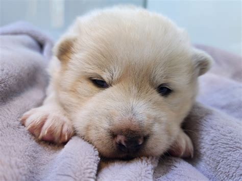 댕견 동이 시베리안허스키 비숑분양가 포메 그레이하운드분양 광주애견샵 폼스키 유기견무료입양 위례강아지분양 강아지입양 고양이입양 도그마루 보호소 펫샵 유기견센터