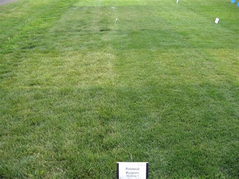 Grass Care Guide Choosing The Right Grass Hgtv