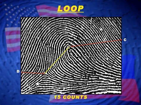 Fingerprint Classification Slide 1 Ppt Science