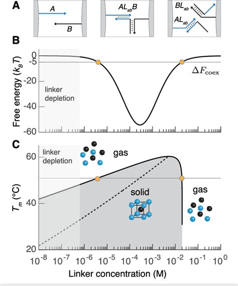 Figure 3 From A Mean Field Model Of Linker Mediated Colloidal Interactions Semantic Scholar