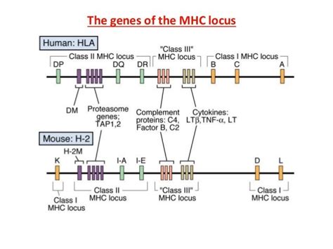 Major Histocompatibility Complex And Antigen Presentation And Processing