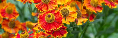 How To Grow And Care For Helenium Love The Garden