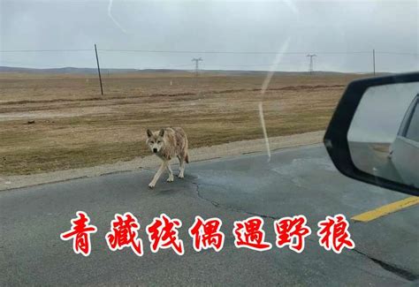 五菱宏光自驾中国，走青藏线最精彩的一天，路边偶遇野狼旅游旅途风光好看视频