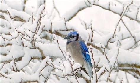 Do Birds Hibernate Through Winter Get The Facts Here