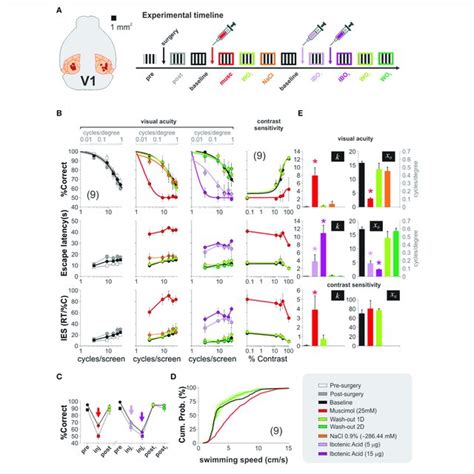 Mouse Primary Visual Cortex Is Used To Solve The Hexagonal Water
