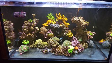 75 Gallon Saltwater Aquarium 75 Gallon Reef Tank 2025