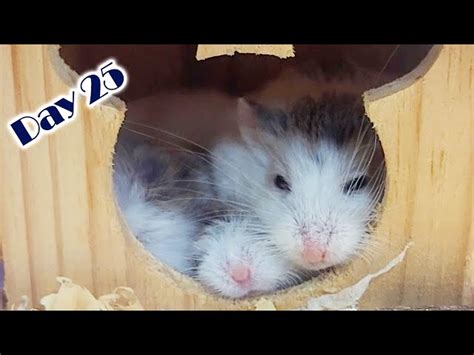 Robo Dwarf Hamster Babies Adorable Hamster Gender Reveal Cute