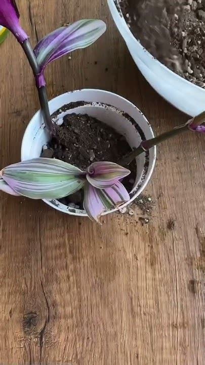 Tree Planting Tree Planting Paragraph চারা গাছ রোপন গাছ রোপনের ছবি Youtube