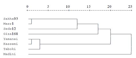 Rapd Based Dendrogram Of Eight Egyptian And Saudi Wheat Genotypes By Download Scientific