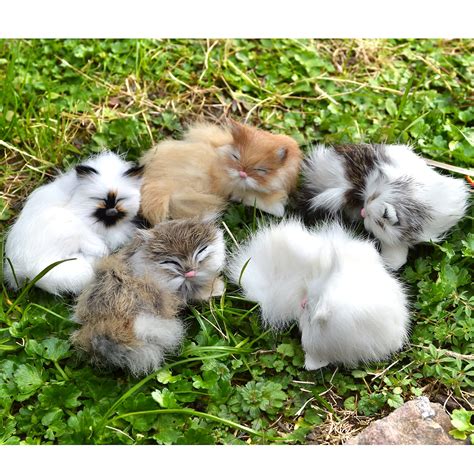 Images Of Cute Baby Kittens