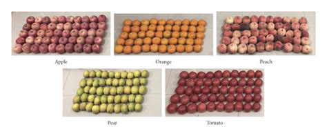 The Five Types Of Experimental Classification Samples Download