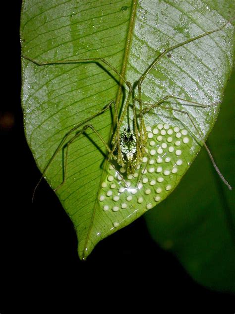 Among Certain Arachnids Single Fathers Attract More Mates The New York Times