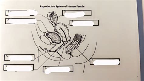 Reproductive System Flashcards Quizlet