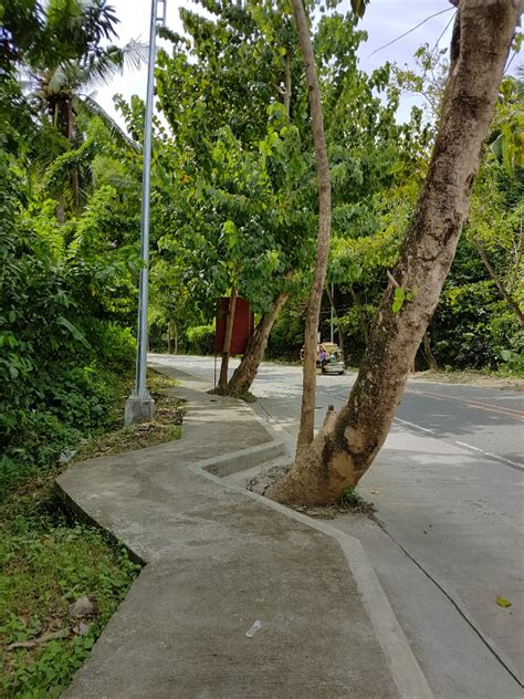 Sidewalk And Trees Makadto