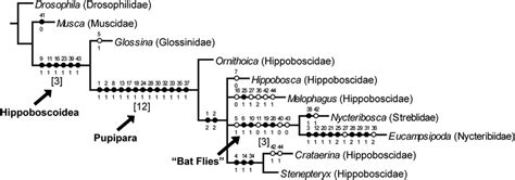 Strict Consensus Tree Of Eight Equally Parsimonious Trees 65 Steps