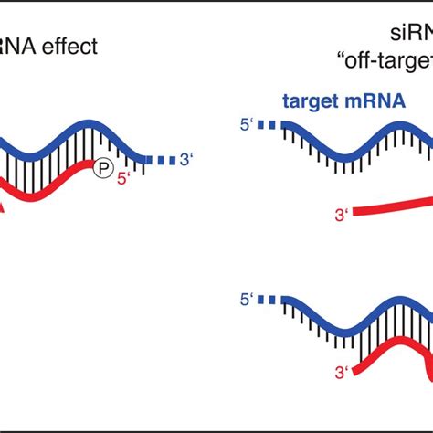 A Chemical Nucleotide Modifications Blue Arrows Heterocyclic Base