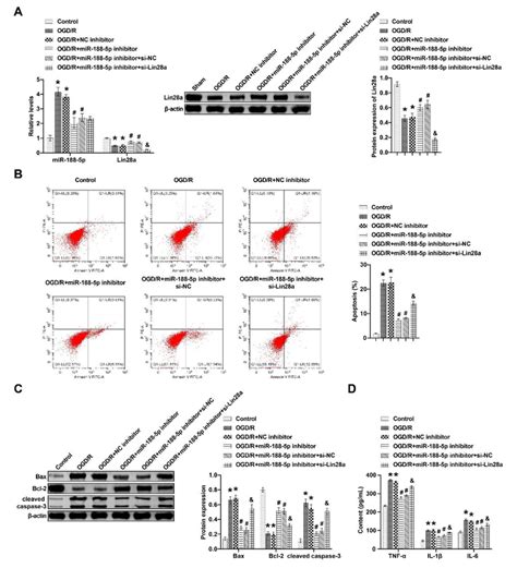 Mir 188 5p Regulated Ogdr Induced Injury By Targeting Lin28a A The