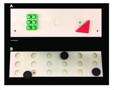A Photograph Of The Testing Board Used For Delayed Non Match Sample