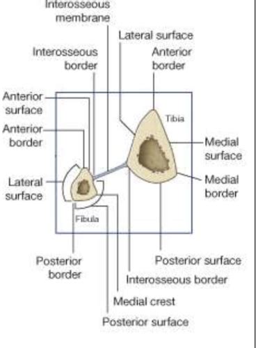 Cross Section Of Tibia Flashcards Quizlet
