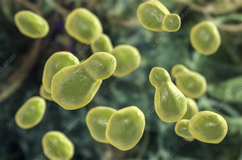 Cryptococcus Neoformans Fungus Illustration Stock Image F033 8656 Science Photo Library