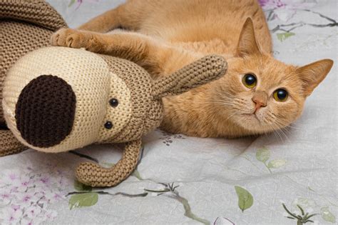 빨간 고양이는 부드러운 장난감으로 포옹에 누워 있습니다 갈고리 발톱에 대한 스톡 사진 및 기타 이미지 갈고리 발톱 개 눈 신체 부분 Istock