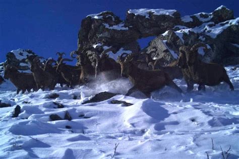 Entrepreneur Georgia On Linkedin 🐐☺️ამდენი ჯიხვი ფოტოხაფანგის ერთ კადრში გინახავთ ჩვენ არა 📸