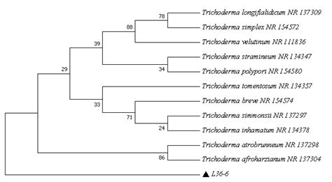 Dendrogram Depicting Variation Among Isolates Of Trichoderma Spp Download Scientific Diagram