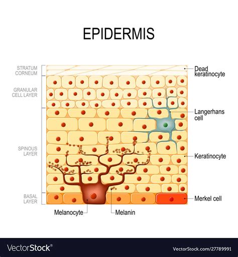 Epidermis Structure Cell And Layers Of A Human Skin