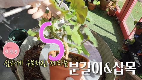 제라늄심하게 구부러진 가지 분갈이and삽목 Youtube