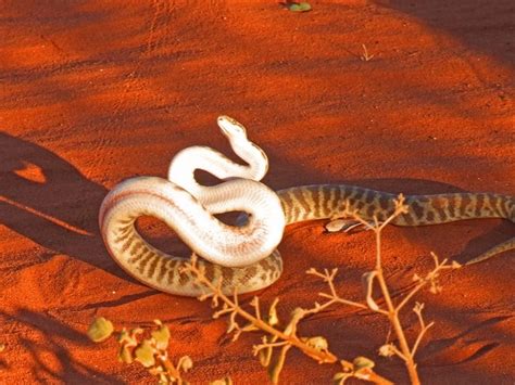 Unexpected Encounters With Australian Reptiles 1 Stimsons Python