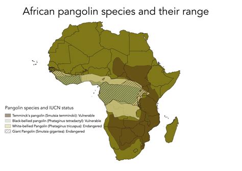 About Us Pangolin Conservation And Research Foundation