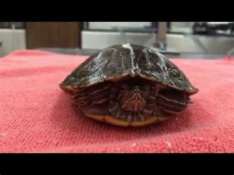 How To Tell The Sex Of Your Turtle YouTube