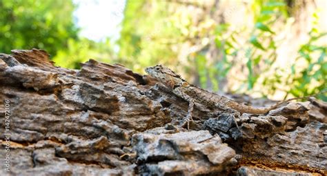 Camouflage Lizard
