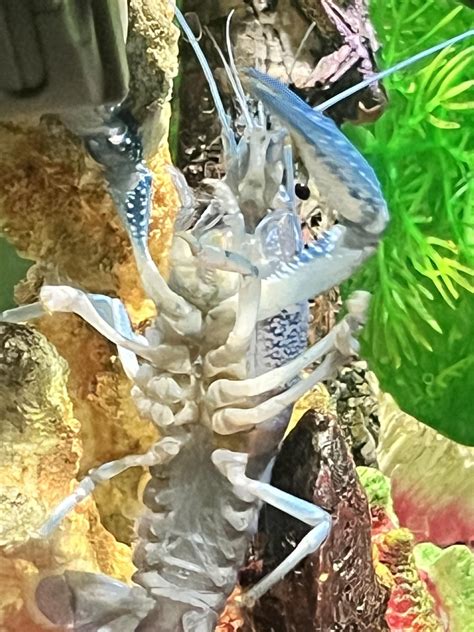 Sex Also Bonus Hangry Pic Rcrayfish