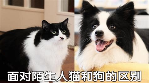 边牧到底有多爱拔河游戏啊 YouTube