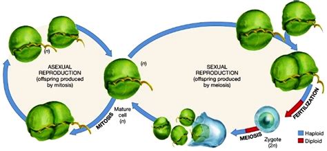 Biology Kingdom Protista Askiitians