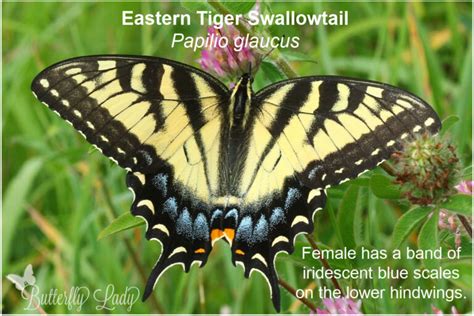 Eastern Tiger Swallowtail Butterfly Lady