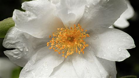 Frazzled Photograph By Brian Morefield Prose Imagery Fine Art America