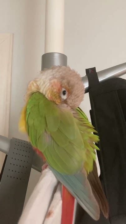 졸린 소방이 방에 오면 저 자리에서 항상 지켜보는데 오늘은 잠을 자네코뉴어 Youtube