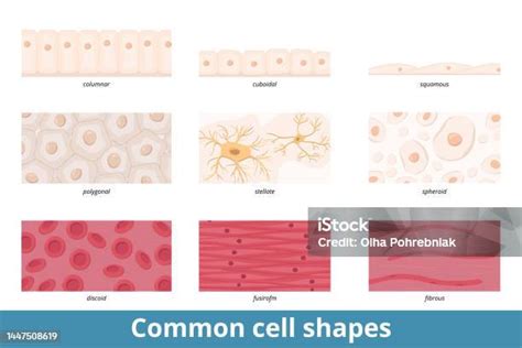 Common Cell Shapes Stock Illustration Download Image Now Epithelium Biological Cell Common Cell Shapes Stock Illustration Download Image Now Epithelium Biological Cell