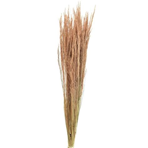 Floristik24 No Rødt Bøyd Gress Agrostis Tørt Gress Rødbrun 65cm 80g