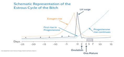 Canine Phases Of The Estrous Cycle Flashcards Quizlet