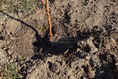 秋季在地上种植农业树木高清图片下载 正版图片504008358 摄图网