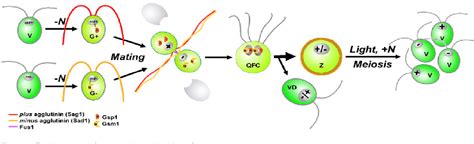 Figure 1 From Some Progress In Sexual Reproduction And Sex Figure 1 From Some Progress In Sexual Reproduction And Sex