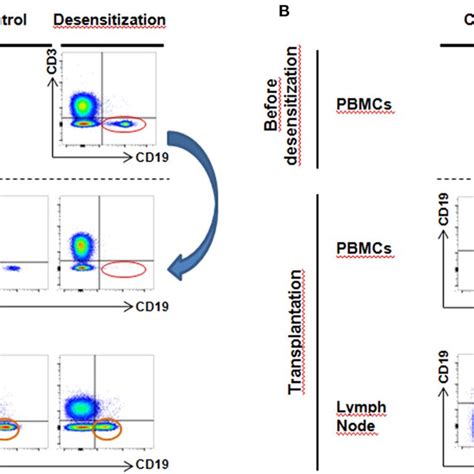 Flow Cytometry Analysis Of Circulating And Lymph Node B Cellsa After