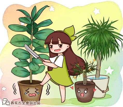 橡皮树如何养殖 橡皮树养殖方法和技巧 栽培防治 绿植迷