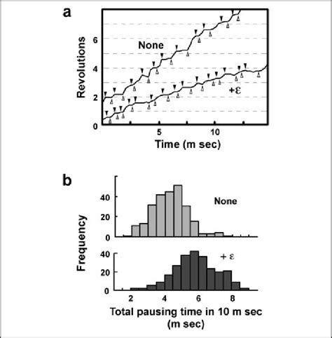 Pausing Of Gold Bead Rotation In The Presence Or Absence Of The Download Scientific Diagram