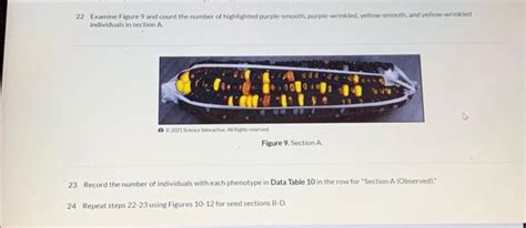 Procedure Part 1 Describing Phenotype And Genotype 1