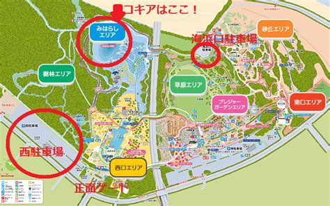ひたちなか海浜公園のコキア 10月6日現在の様子見頃は ハッピーな毎日を
